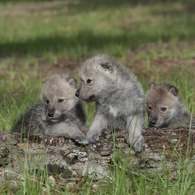 5 Remarkable Animal Dads | World Wildlife Fund