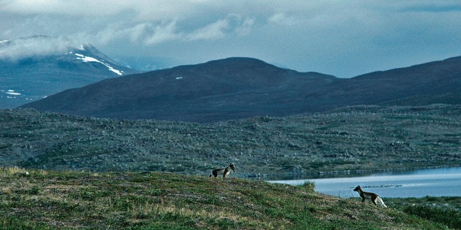 Arctic Foxes Successfully Breed in Finland | WWF | World Wildlife Fund
