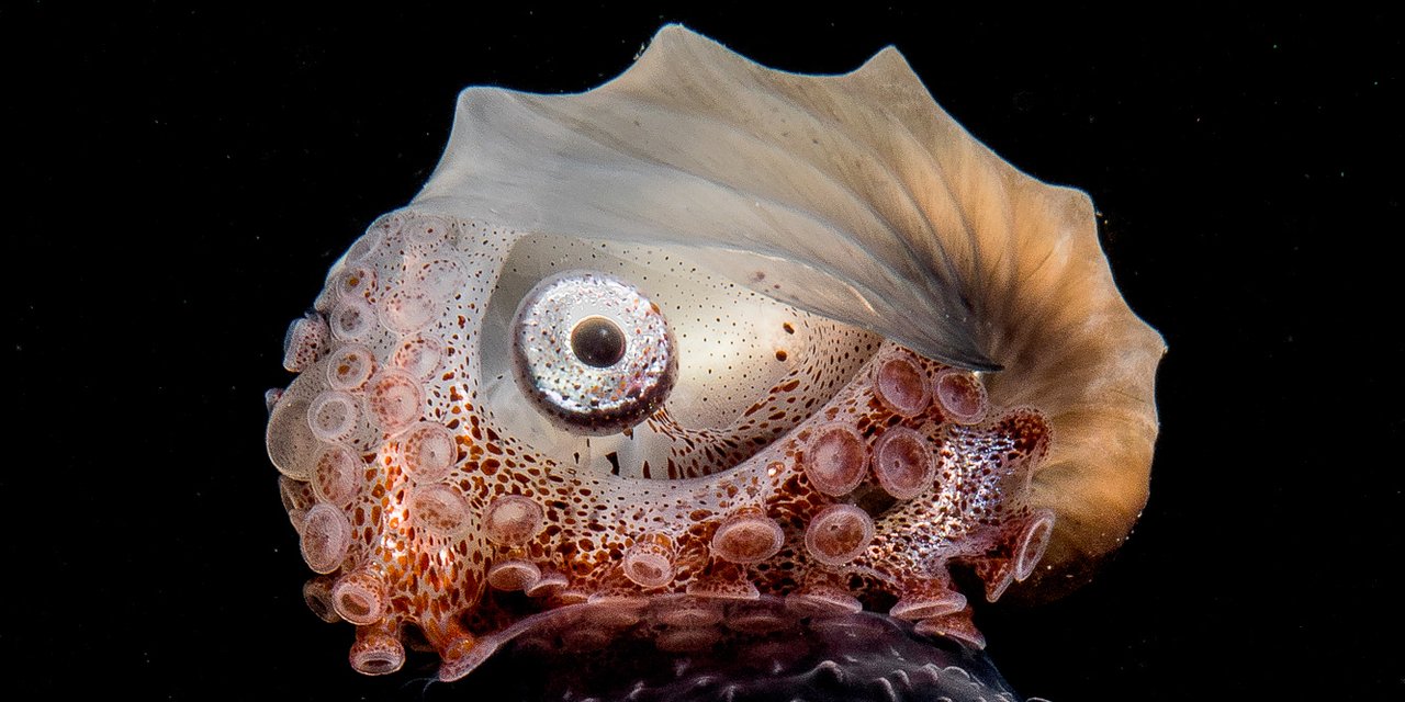 Argonaut, an Octopus That Traps Air to Float in Open Water | World ...