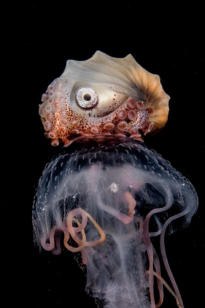 Argonaut, an Octopus That Traps Air to Float in Open Water | WWF