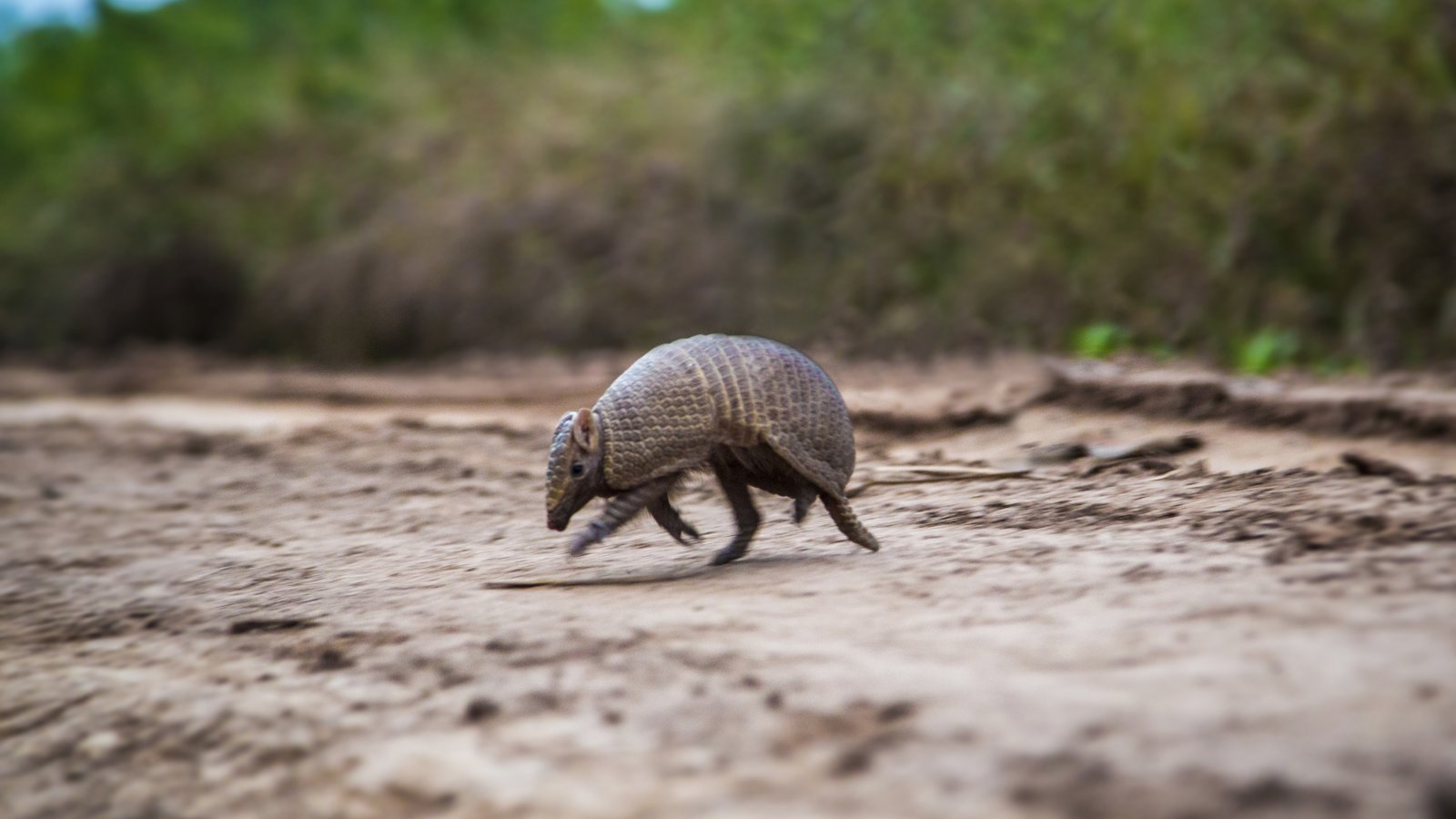 The Gran Chaco Forest | WWF | World Wildlife Fund