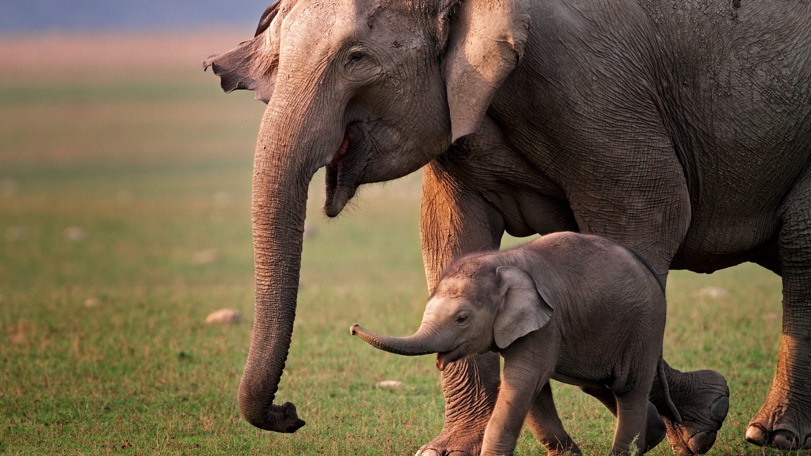 World Wildlife Day | WWF | World Wildlife Fund