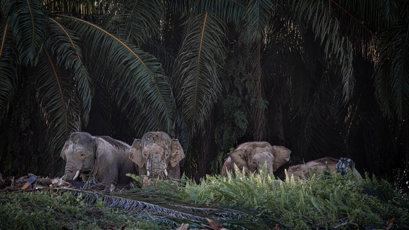 Protecting Asian Elephants Through Safer Infrastructure | WWF