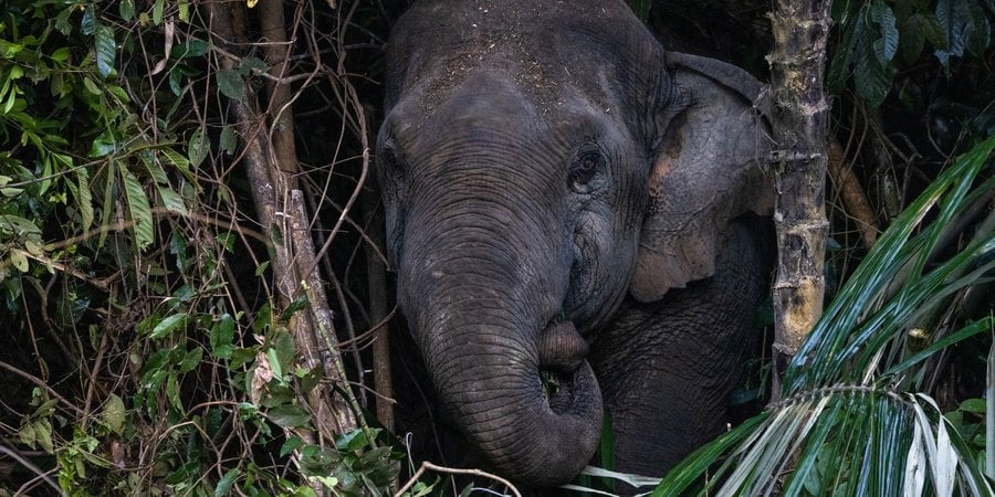 Protecting Asian Elephants Through Safer Infrastructure | WWF