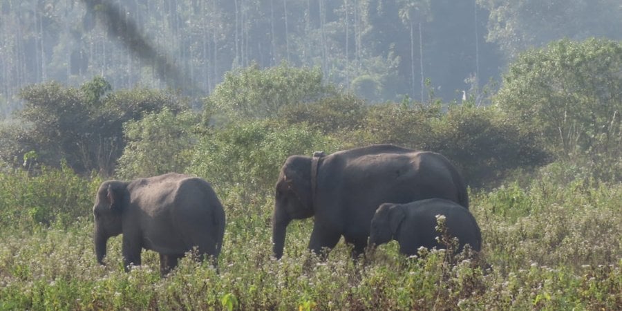GPS collars show elephant movements | World Wildlife Fund
