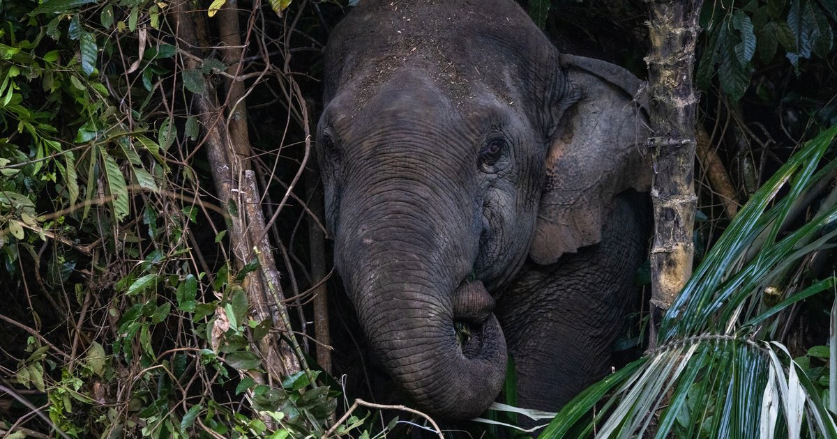 Discover the Threats Facing Asian Elephants | World Wildlife Fund
