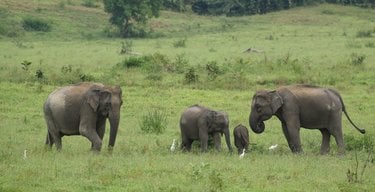 Discover the Threats Facing Asian Elephants | WWF