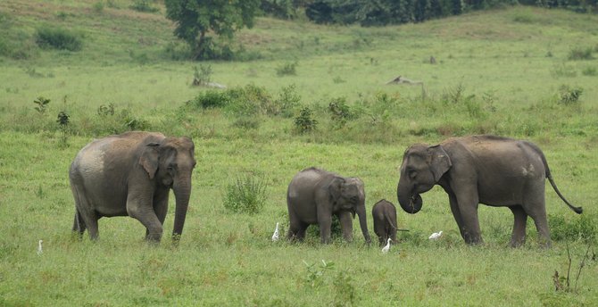 Discover the Threats Facing Asian Elephants | WWF