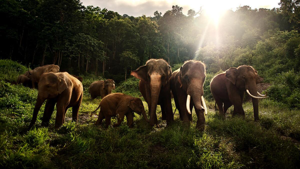 Elephant Facts: Differences, Behaviors, and Conservation | WWF
