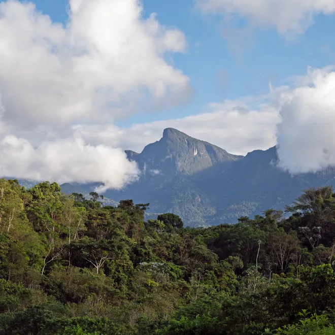 Atlantic Forest, Brazil | World Wildlife Fund