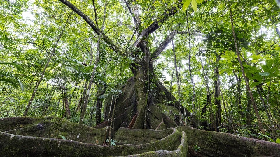 WWF Launches Nature-Based Solutions Platform | World Wildlife Fund