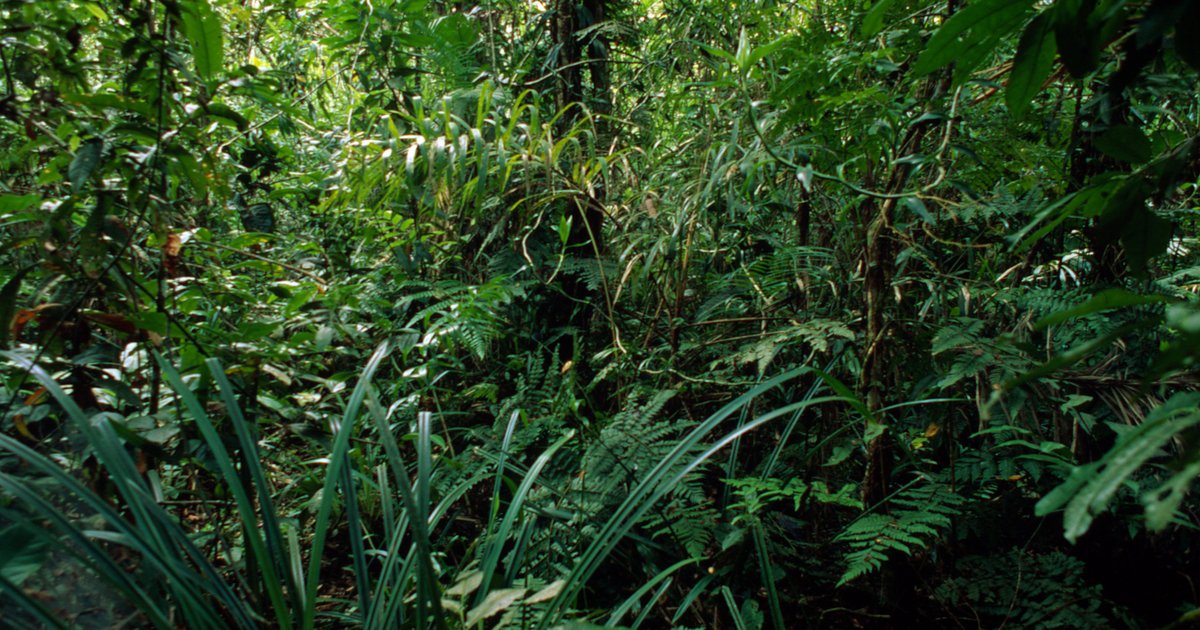 WWF and P&G Innovate to Help Brazil's Atlantic Forest | WWF
