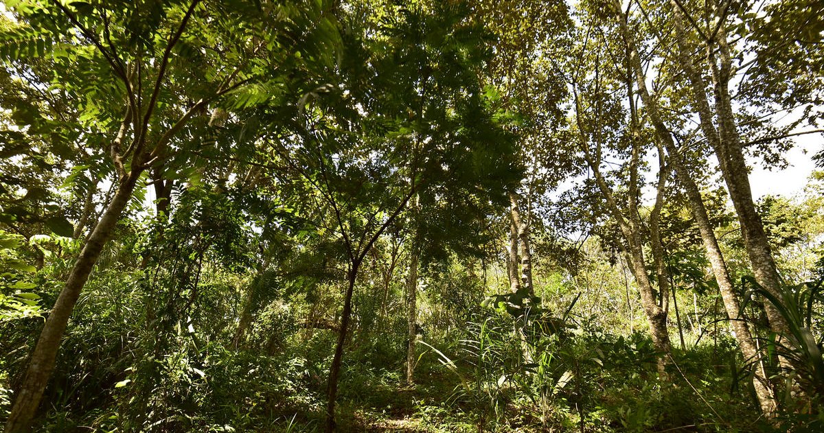 Women-Led Initiative Is Restoring Brazil’s Atlantic Forest | World ...