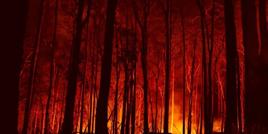 Australia’s Bushfire Wildlife Crisis | WWF