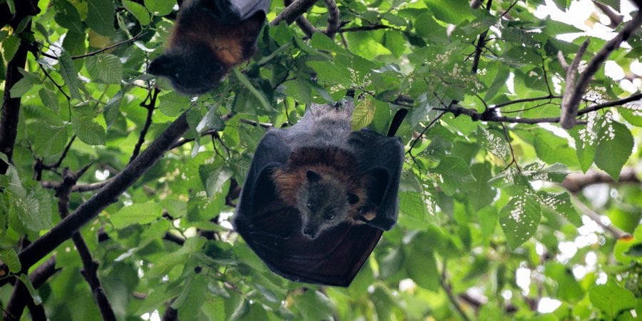 Cooling Sprinklers Protect Flying Foxes from Heat Stress | World ...