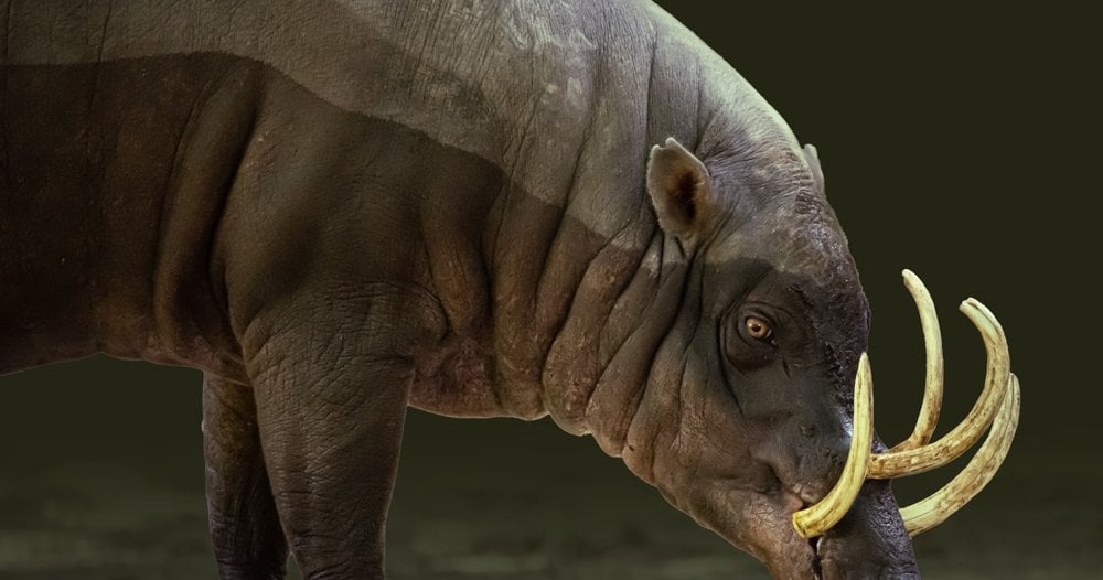 Meet the Babirusa, a Wild Pig with Massive Teeth | World Wildlife Fund