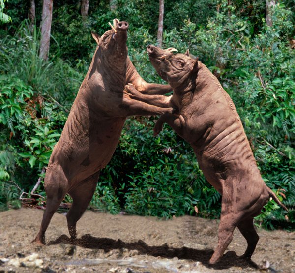 Meet the Babirusa, a Wild Pig with Massive Teeth | World Wildlife Fund