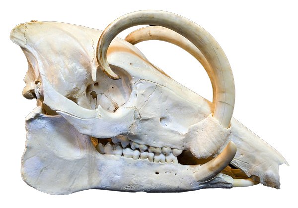 Meet the Babirusa, a Wild Pig with Massive Teeth | WWF