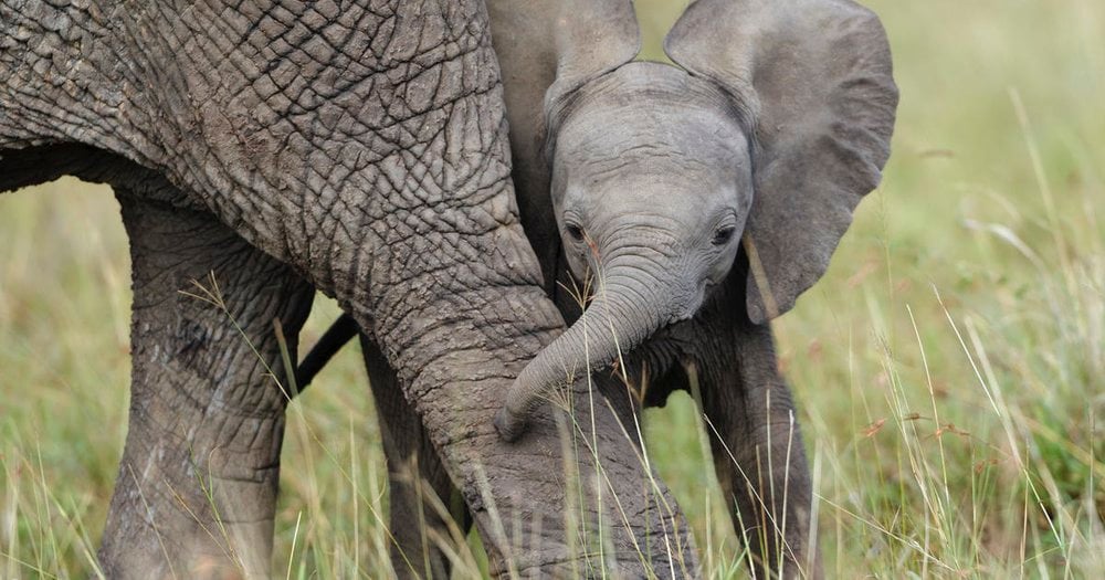 African savanna elephants | WWF