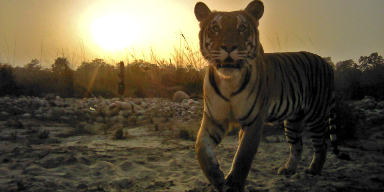 Eight Species Making a Comeback | WWF | WWF