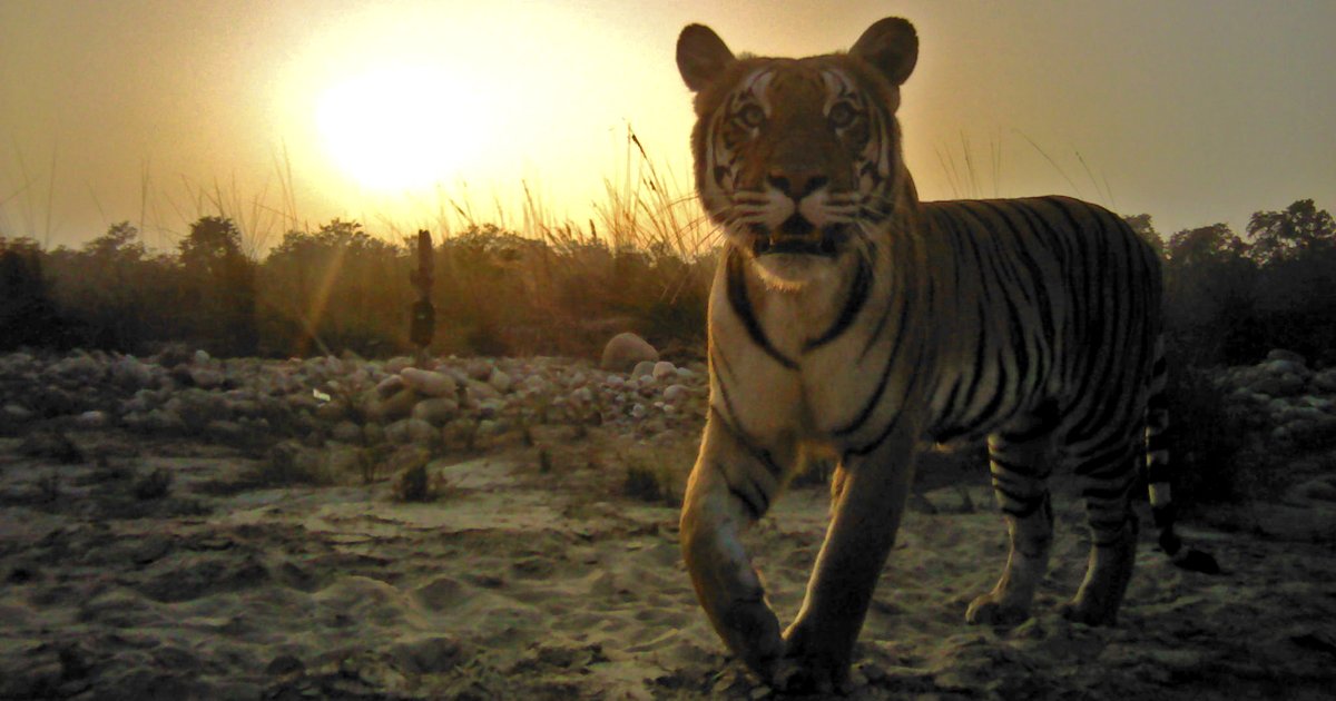 Eight Species Making a Comeback | WWF | WWF