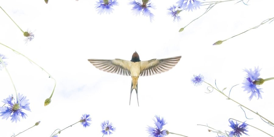 The Grace and Spirit of the Barn Swallow | WWF