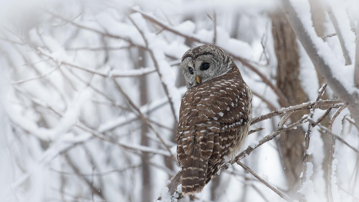 Winter Wildlife Watching Tips and Species to Spot | World Wildlife Fund