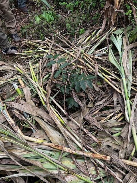 Baru Tree Reforestation Advances in Brazil’s Cerrado | World Wildlife Fund