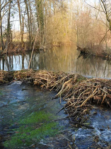 Beaver | World Wildlife Fund