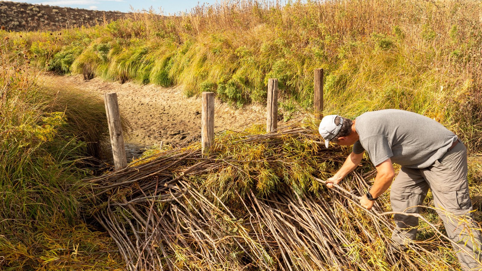 Beaver Dams Restore Freshwater Habitats | WWF