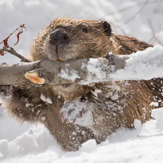 Beavers Build Climate Resilient Ecosystems Naturally | World Wildlife Fund