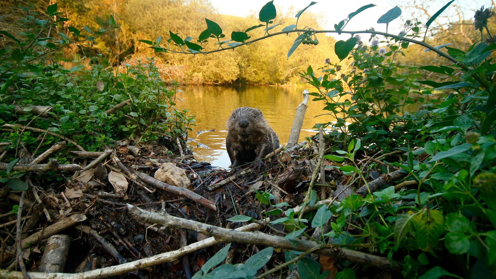 Beaver | World Wildlife Fund