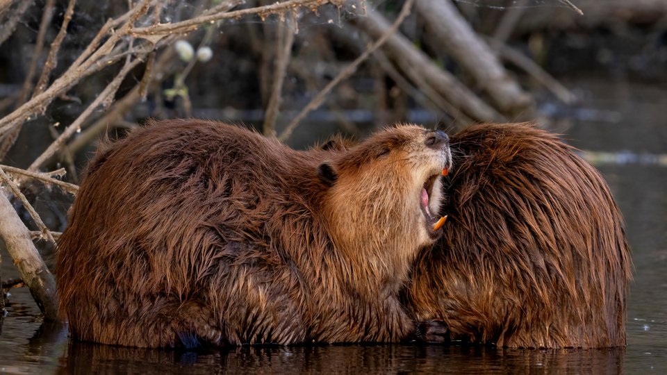 Beavers Build Resilience: Nature’s Wetland Engineers | World Wildlife Fund