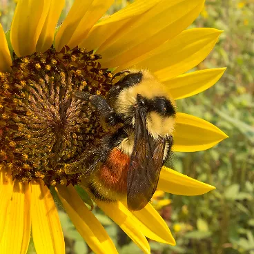 Why Bees Are Climate Superstars | World Wildlife Fund