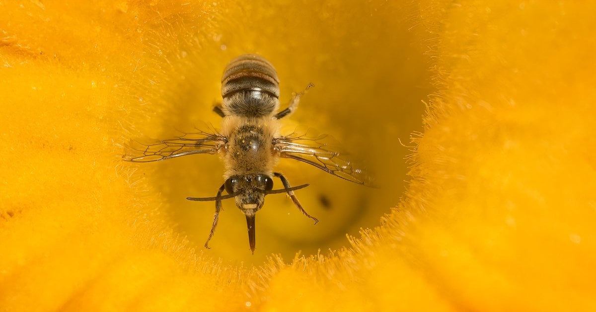Pollinator Decline and the Impact of Toxic Pesticides | World Wildlife Fund