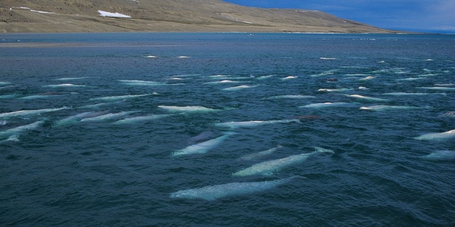 Listening for Belugas in Alaska’s Rivers | World Wildlife Fund
