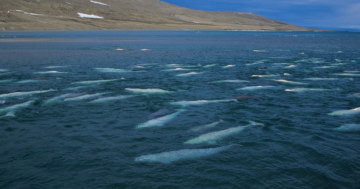 Listening for Belugas in Alaska’s Rivers | World Wildlife Fund