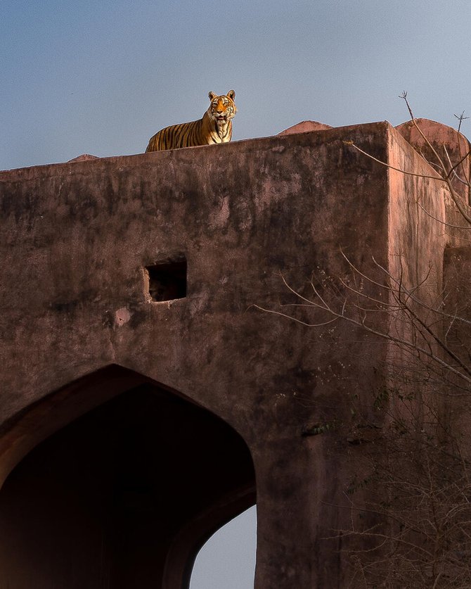 Partnering for Tiger Conservation | WWF