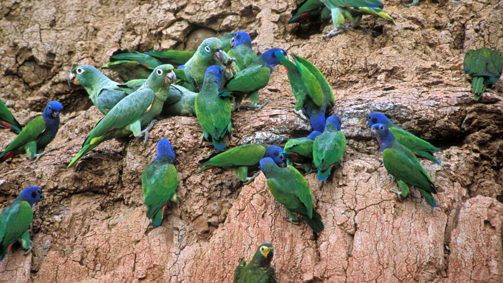 Protecting the Amazon: Why This Rainforest Matters | World Wildlife Fund