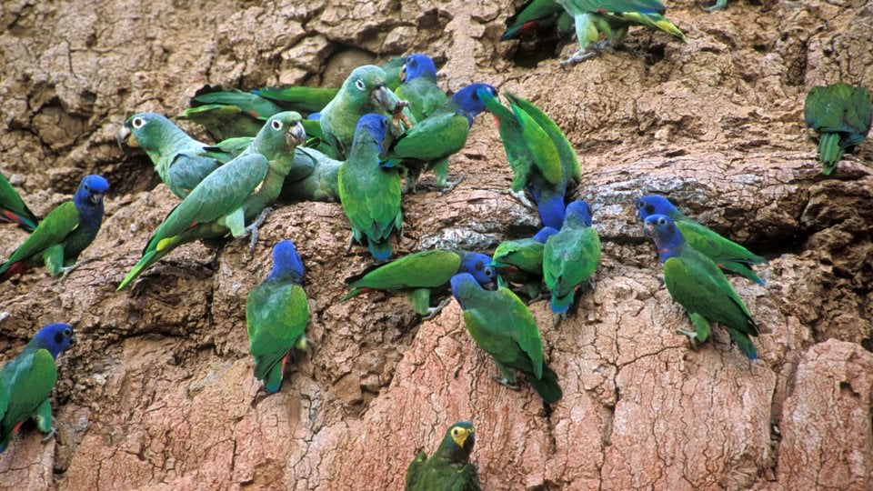 Datos Sobre la Amazonía y Su Increíble Biodiversidad | World Wildlife Fund