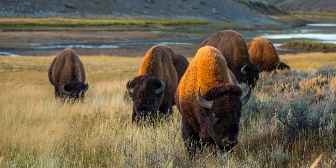Wildlife Heroes Help Fight Climate Change | World Wildlife Fund