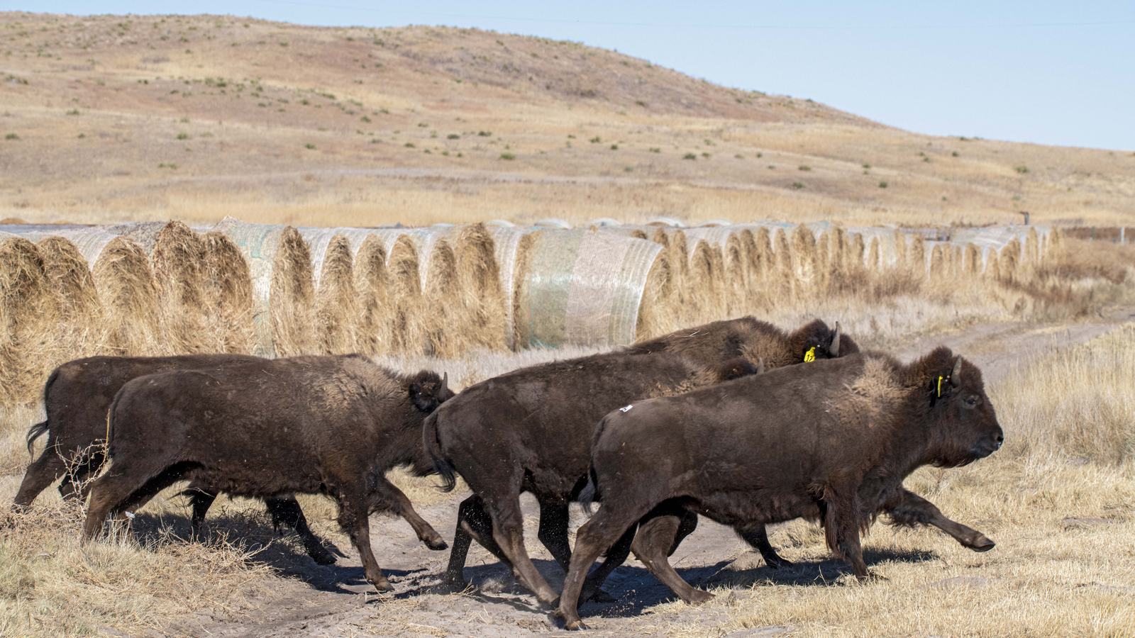 What Are Grasslands And Why Do We Need To Protect Them? | World ...