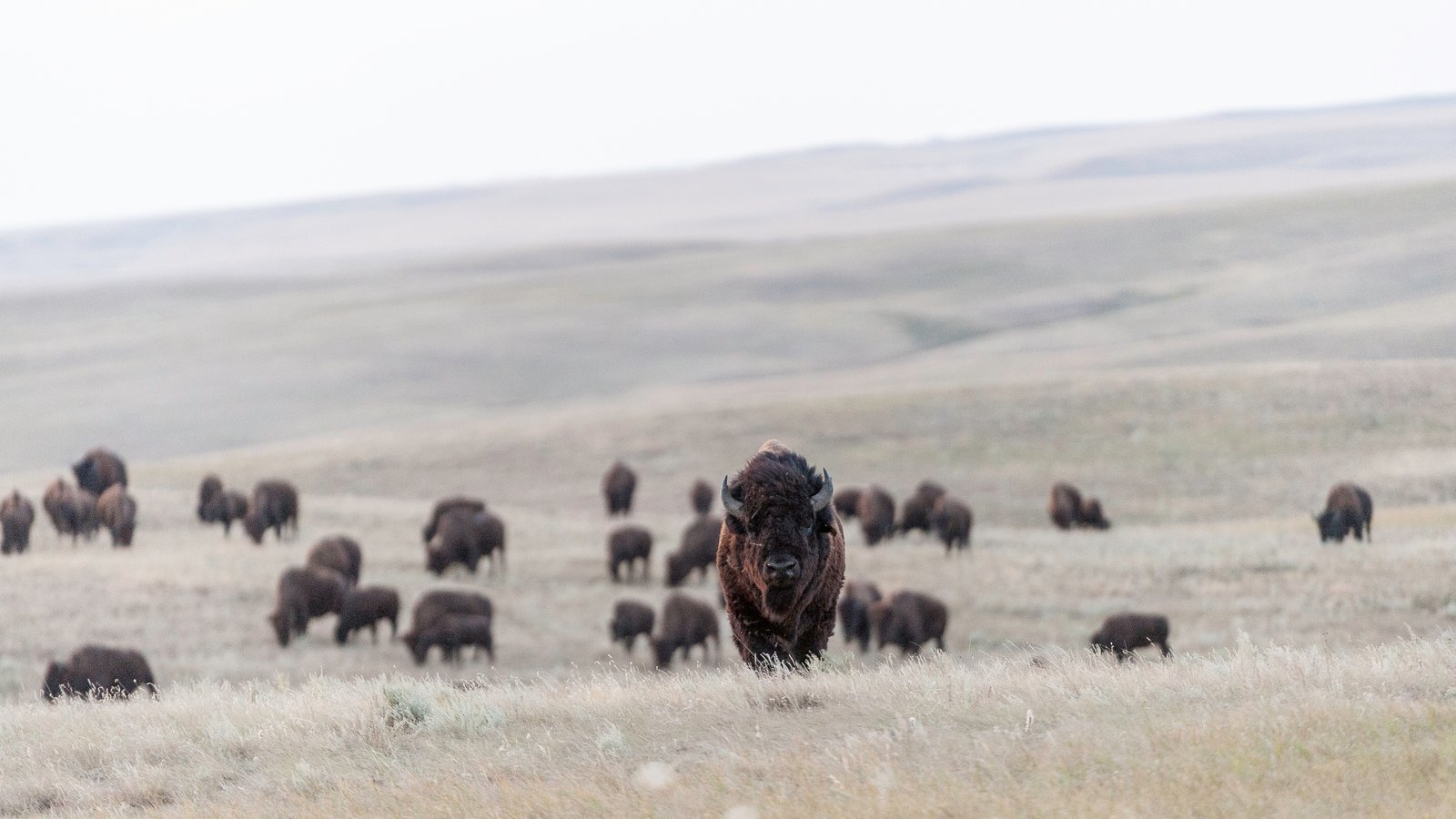 Meet the Bison: Facts About America’s National Mammal | World Wildlife Fund