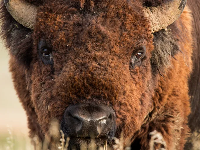 Meet the Bison: Facts About America’s National Mammal | World Wildlife Fund