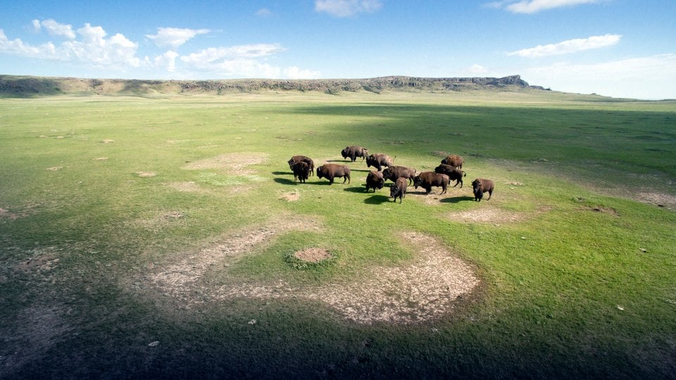 Bringing Bison Home to Native Lands and Cultures | World Wildlife Fund
