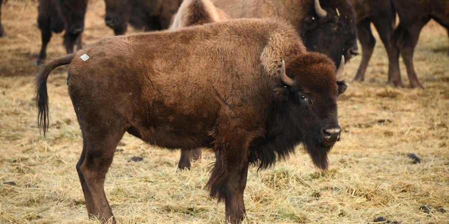 Wind Cave Donates 60 Bison to Wolakota Buffalo Range | World Wildlife Fund