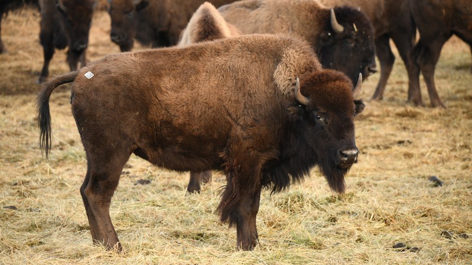 Wind Cave Donates 60 Bison to Wolakota Buffalo Range | World Wildlife Fund