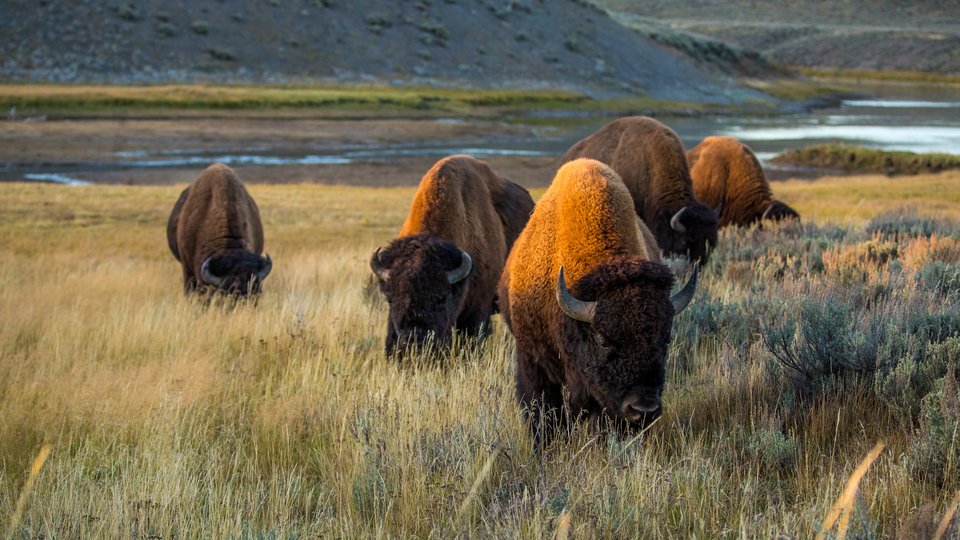 Meet the Bison: Facts About America’s National Mammal | World Wildlife Fund