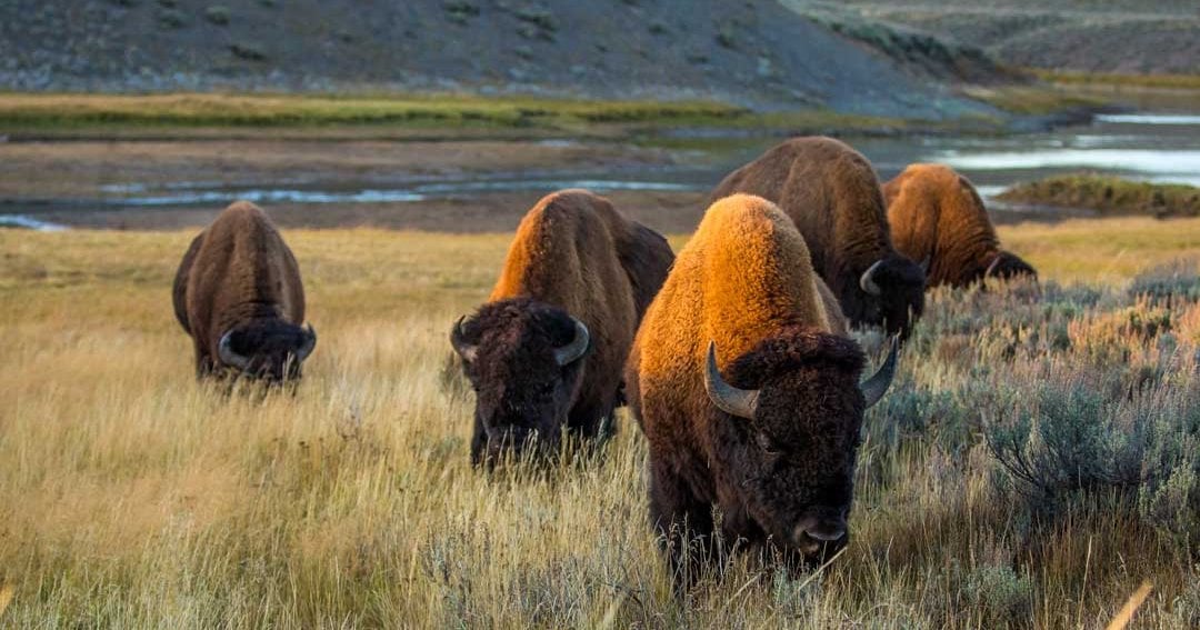 Plains Bison | World Wildlife Fund