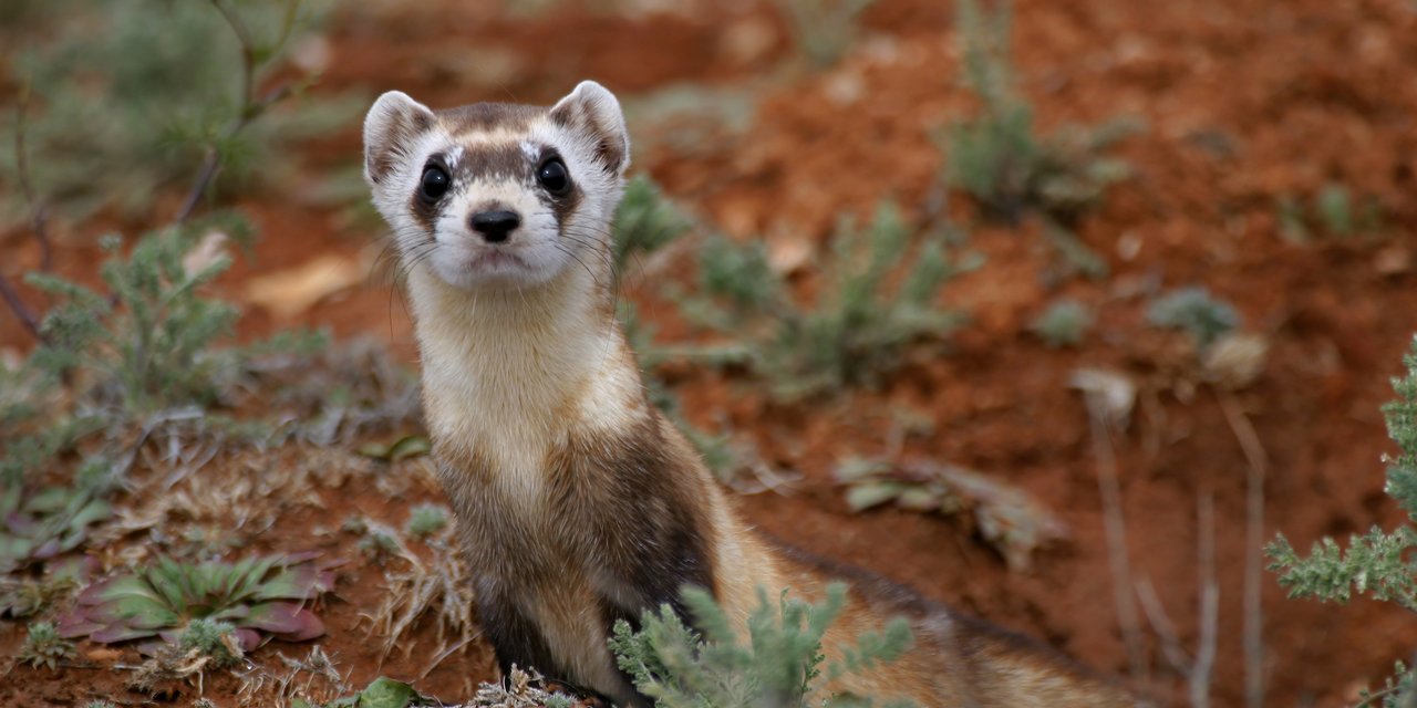 Habitat Destruction Threatens Endangered Species Protections | World ...